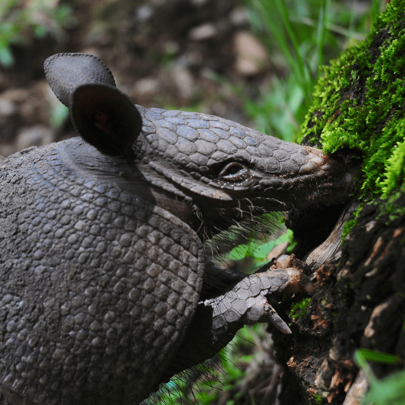 Armadillos | IUCN SSC Anteater, Sloth and Armadillo Specialist Group